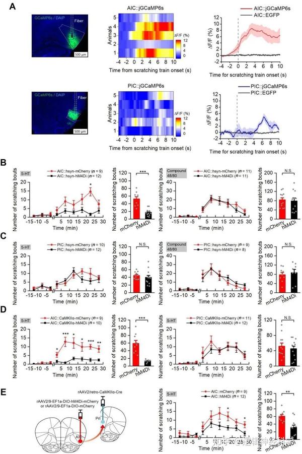 Neurosci Bull︱陆军军医大学隋建峰团队揭示厌恶情绪参与调节急性瘙痒的神经环路机制 - 知乎