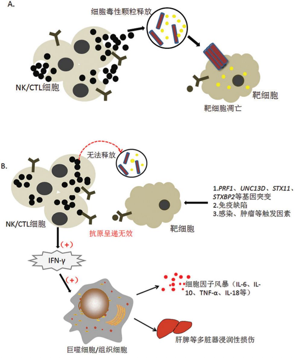 从IFN-γ出发，破解噬血细胞综合征困局 - 知乎