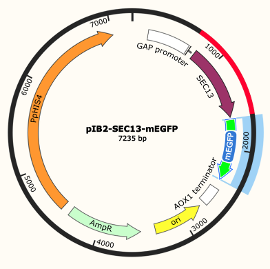 SnapGene操作指南 | 自定义DNA序列配色 - 知乎