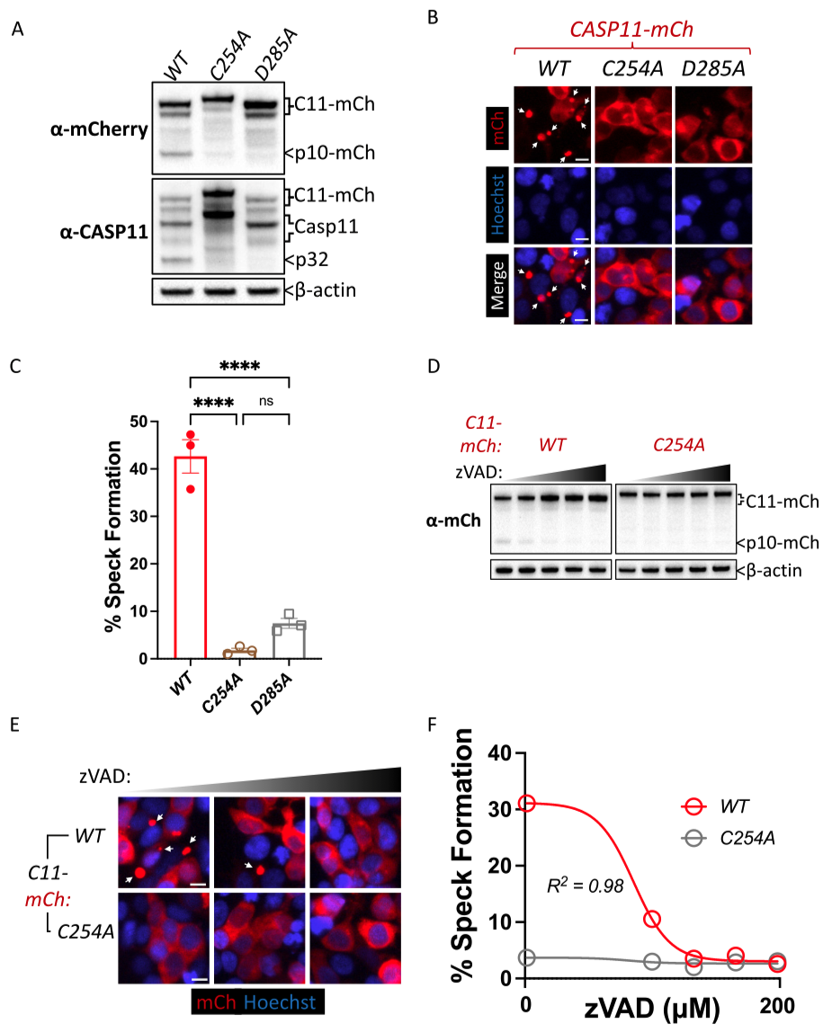 eLife丨小鼠Caspase-11的催化活性和自处理作用介导了胞浆内LPS的非经典炎症小体组装 - 知乎