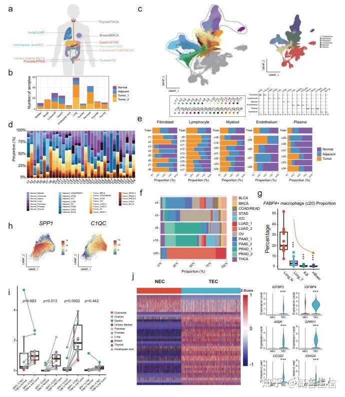 国自然 | 癌症相关成纤维细胞(CAF) - 知乎