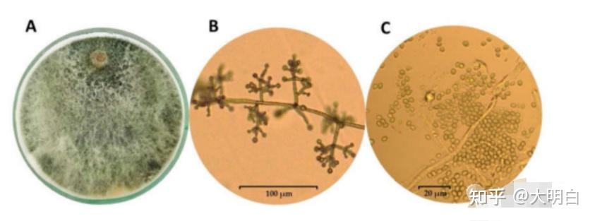 初农生物木霉在农业防病促生上的应用现状 - 知乎