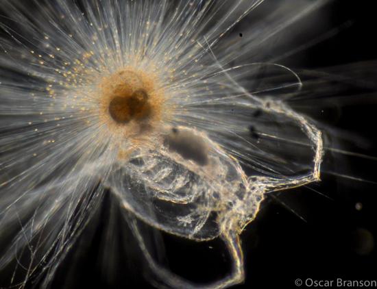 【地球演义】Single Cell - 知乎