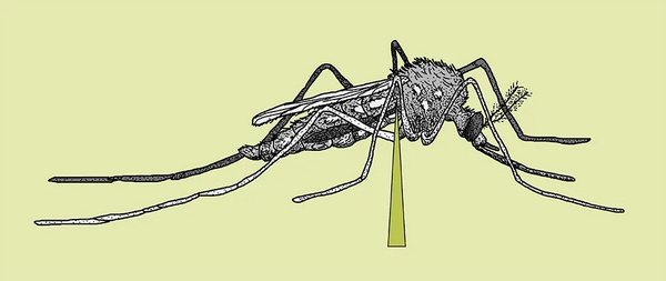 有没有蚊子吸血把自己撑死的？