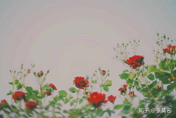 【1ml的快乐】十字实验，做不被定义的玫瑰 知乎