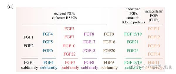 FGFs成纤维细胞生长因子及其受体那些事儿 - 知乎