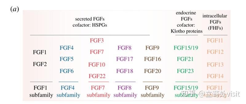 FGFs成纤维细胞生长因子及其受体那些事儿 - 知乎