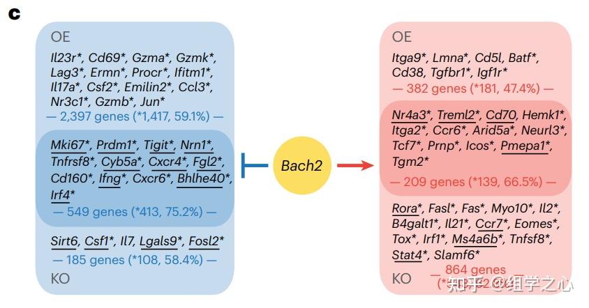 nature immunology | BACH2调控“调节性”和“促炎性”TH17细胞的染色质多样化状态 - 知乎