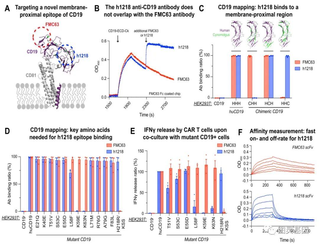 Mol Cancer | 首次人体内研究新型抗CD19嵌合抗原受体T细胞产物对非霍奇金淋巴瘤作用 - 知乎