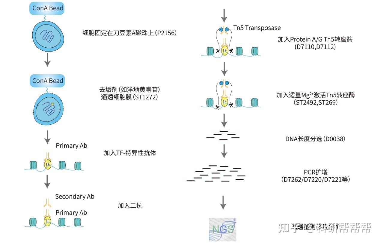 一文搞懂CUT&Tag - 知乎