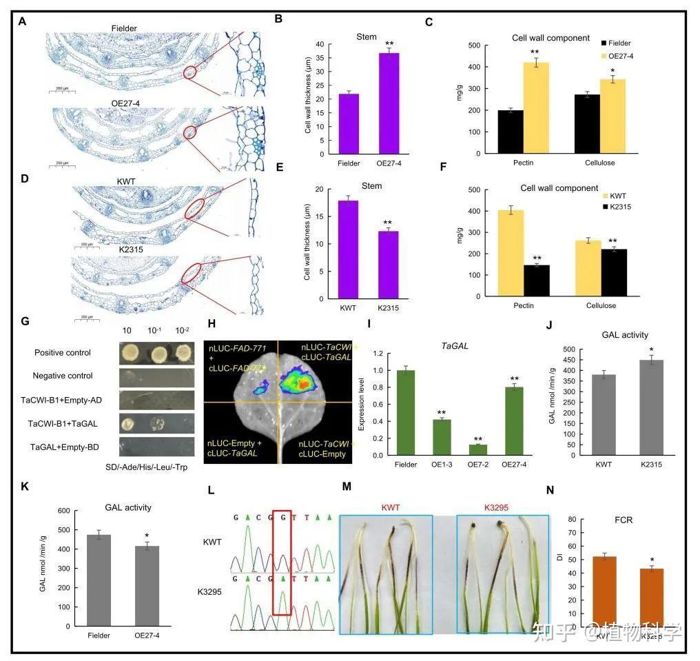JIPB | 河南农业大学陈锋课题组发现小麦茎基腐病抗性新基因 - 知乎