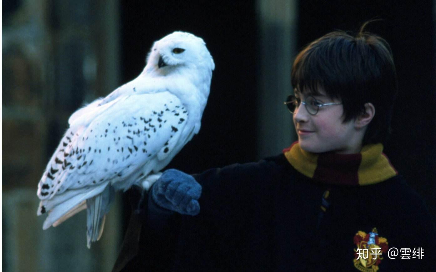 【HP人物评析】海德薇 Hedwig - 知乎