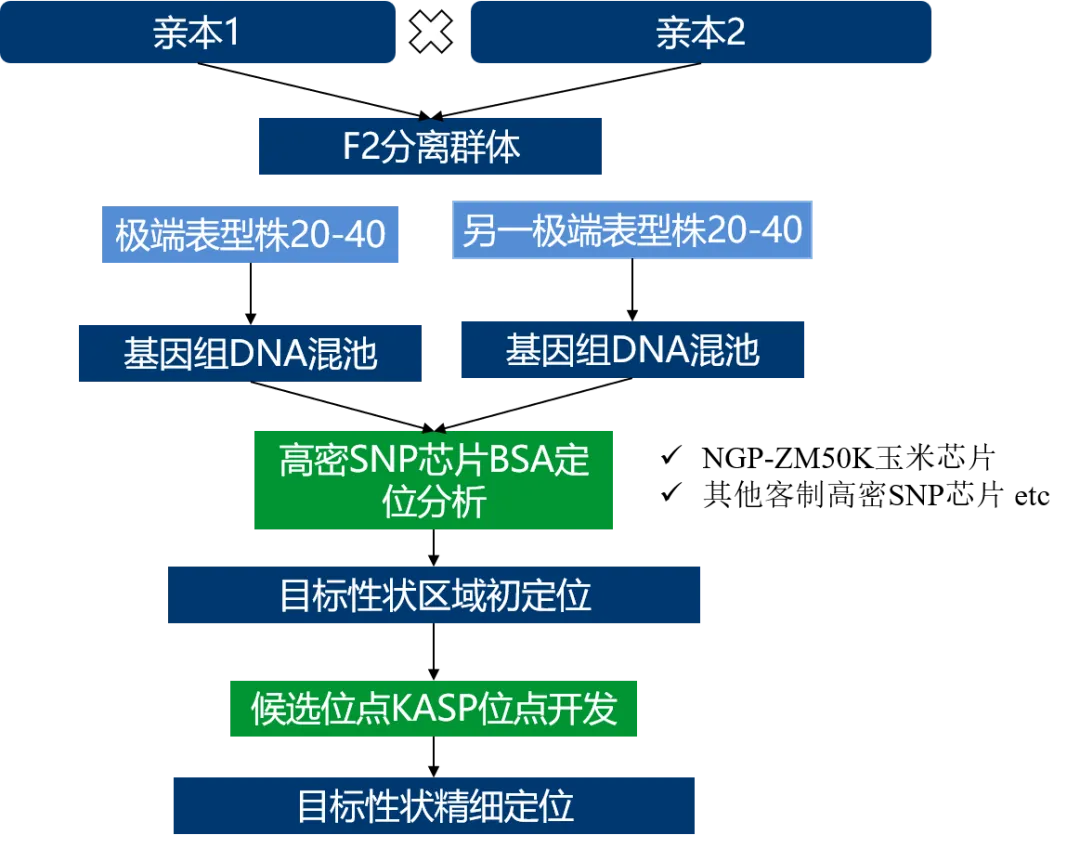 诺禾致源液相芯片｜玉米NGP-ZM50K联合BSA+KASP分析助力功能基因精准定位 - 知乎