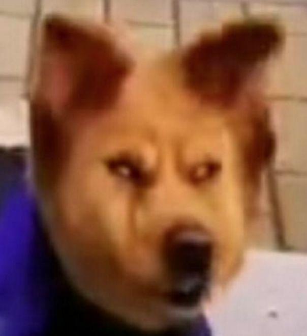 狗子都是实力表情帝，这些摄人心魂的狗子表情包了解一下！ - 知乎