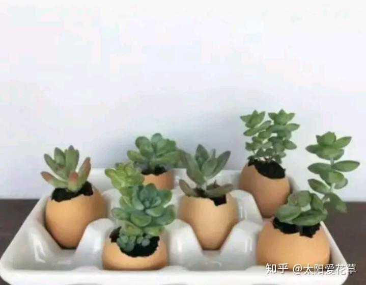 教你用鸡蛋壳养花的6个小技巧，学会了植物枝繁叶茂 - 知乎