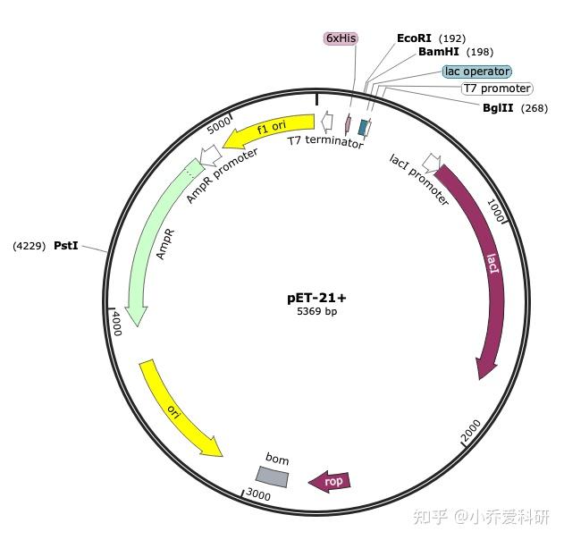 一文了解原核蛋白表达(一) - 知乎