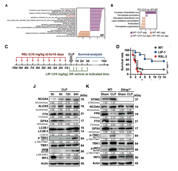 项目文章 | 单细胞测序揭秘STING与NCOA4相互作用关系并发现脓毒症的潜在治疗策略 - 知乎