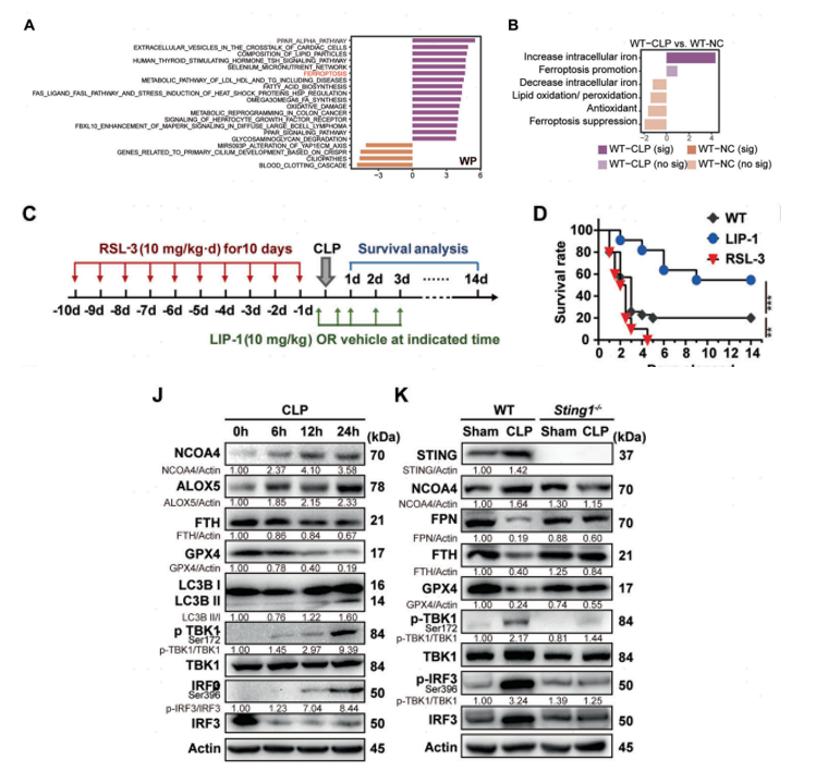 项目文章 | 单细胞测序揭秘STING与NCOA4相互作用关系并发现脓毒症的潜在治疗策略 - 知乎