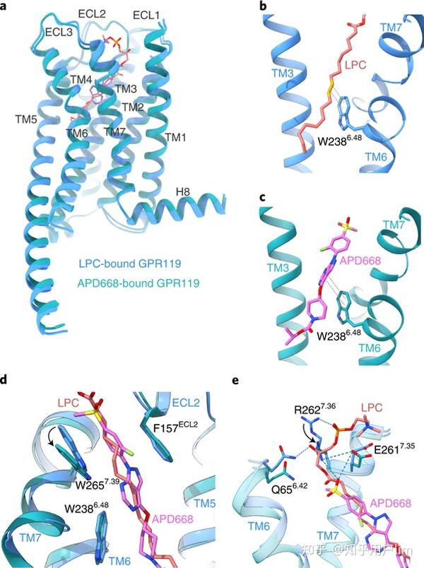 文献解读——孤儿受体GPR119结构解析 - 知乎