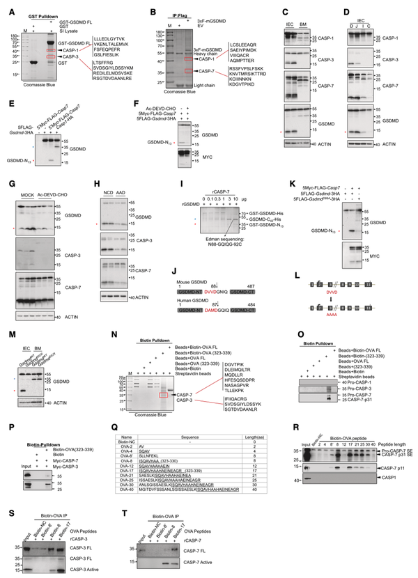 Cell丨GSDMD的新片段——与免疫耐受相关 - 知乎