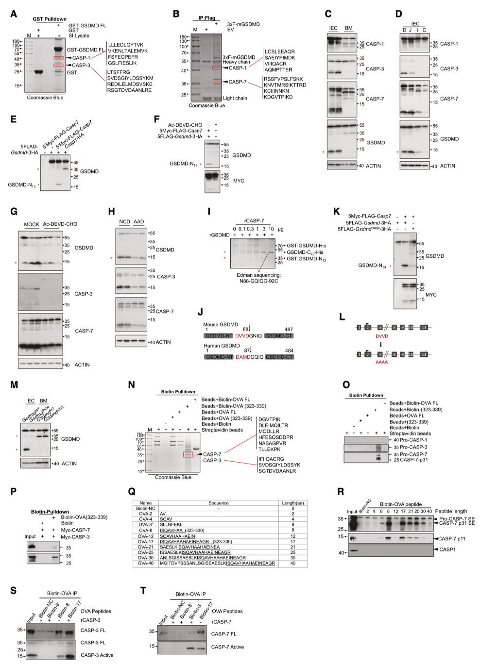 Cell丨GSDMD的新片段——与免疫耐受相关 - 知乎
