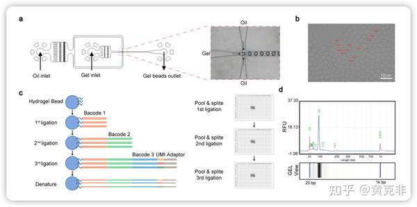 单细胞测序技术-snRandom-seq - 知乎