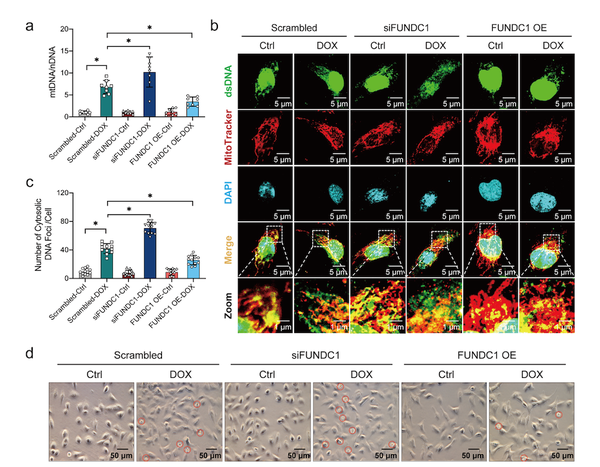 Cell Death Dis｜复旦大学附属中山医院团队阐述心肌细胞泛凋亡参与阿霉素心肌损伤的机制 - 知乎