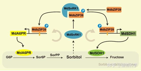 康奈尔大学程来亮实验室揭示SnRK1介导的bZIP39磷酸化调控苹果山梨醇合成代谢的机制 - 知乎