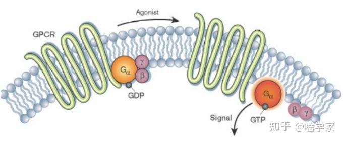 GPCR，一种蛋白，如何串起三大类疾病？ - 知乎