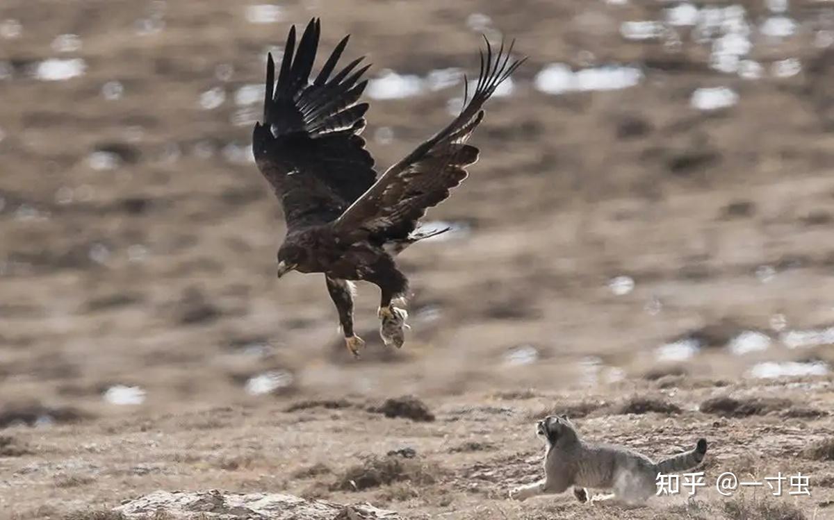 号称猛禽之王的金雕，有啥特别之处？空中击杀天鹅，地面捕食野狼 - 知乎