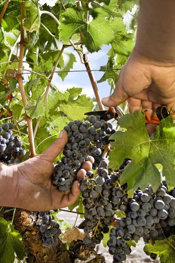 爱基尔酒庄——经典1818梅洛红葡萄酒 - 知乎