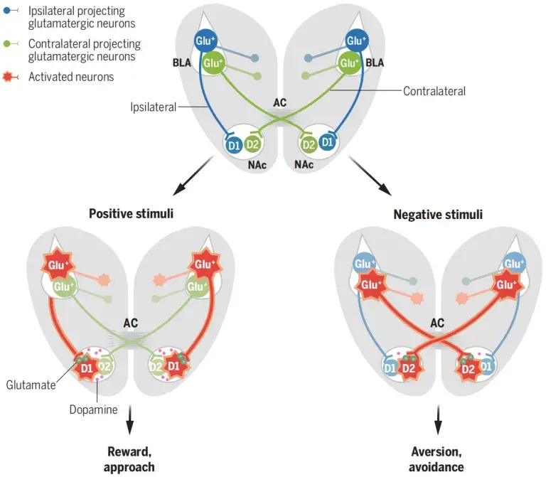 客户文章 | Science︱复旦大学刘星/马兰团队揭示小鼠半球间BLA-AC-NAc环路调控负面情绪 - 知乎