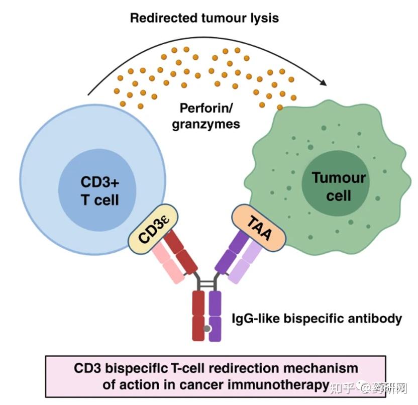 双抗靶点 — CD3 - 知乎