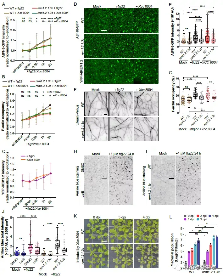 Plant Cell | 研究揭示拟南芥先天免疫反应中肌动蛋白重塑的纳米级调控机制！ - 知乎