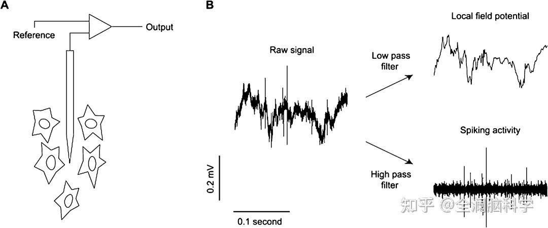 LFP 局部场电位简介（一） - 知乎