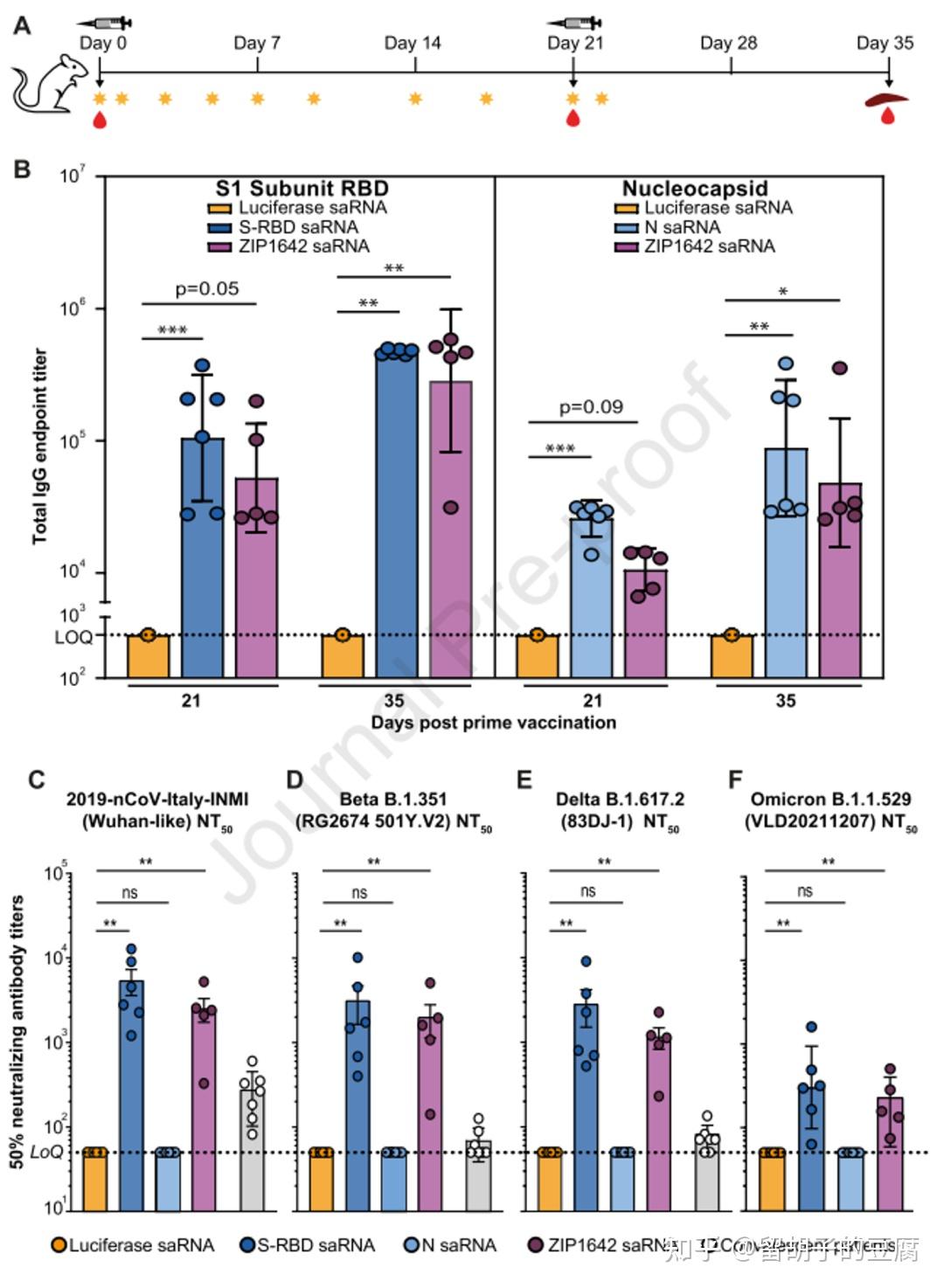 Ziphius Vaccines开发RBD/N双抗原自复制新冠mRNA疫苗 - 知乎