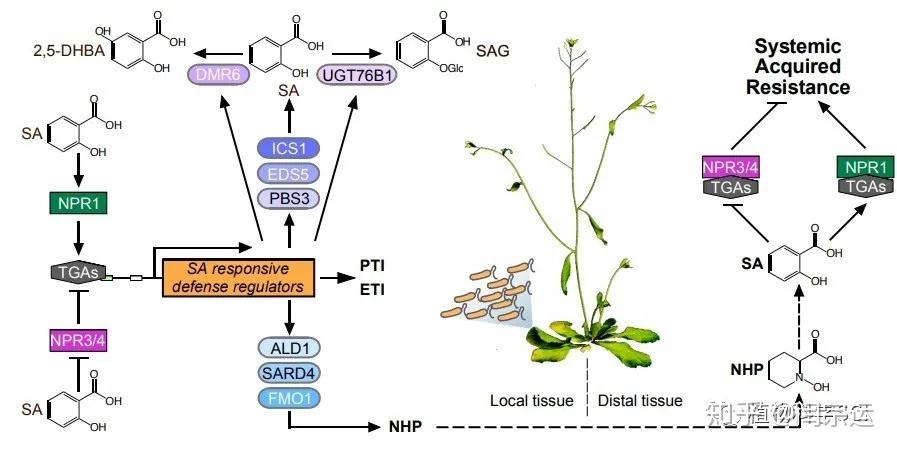 不列颠哥伦比亚大学张跃林教授团队揭示SA受体NPR1 和 NPR3/NPR4 在植物免疫中的重要作用 - 知乎