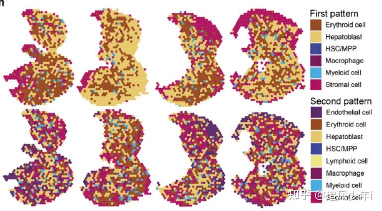 10X空间转录组之细胞类型的空间pattern和空间生态位细胞类型的富集 - 知乎