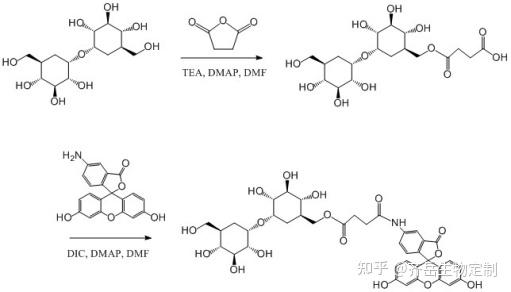 Fitc/Cy3/cy5cy7/TRITC/Comarin/荧光素标记海藻糖/角叉菜胶/硫酸软骨素C钠/胶体几丁质/玉米淀粉/岩藻依聚糖/角叉 ...