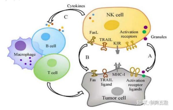 抗癌免疫细胞疗法的DC、CIK、NK、TIL、γδT...分别是什么？ 有何不同？ - 知乎
