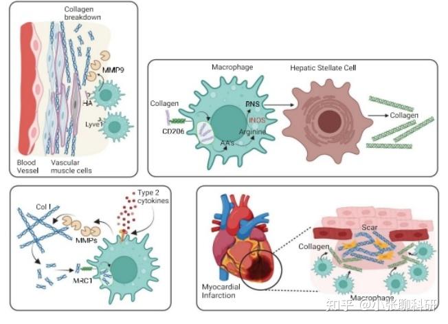 双热点重磅综述丨少有人知的细胞外基质（ECM）和免疫系统对话 - 知乎
