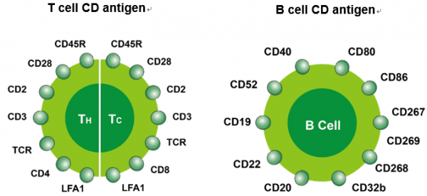 CD24、CD86、CD155、CD274分子相关功能应用 - 知乎