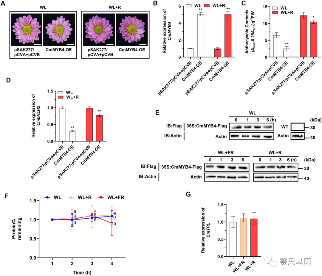 【Plant Physiol】转录因子CmbHLH16调控不同光照下菊花花瓣花青素稳态 - 知乎