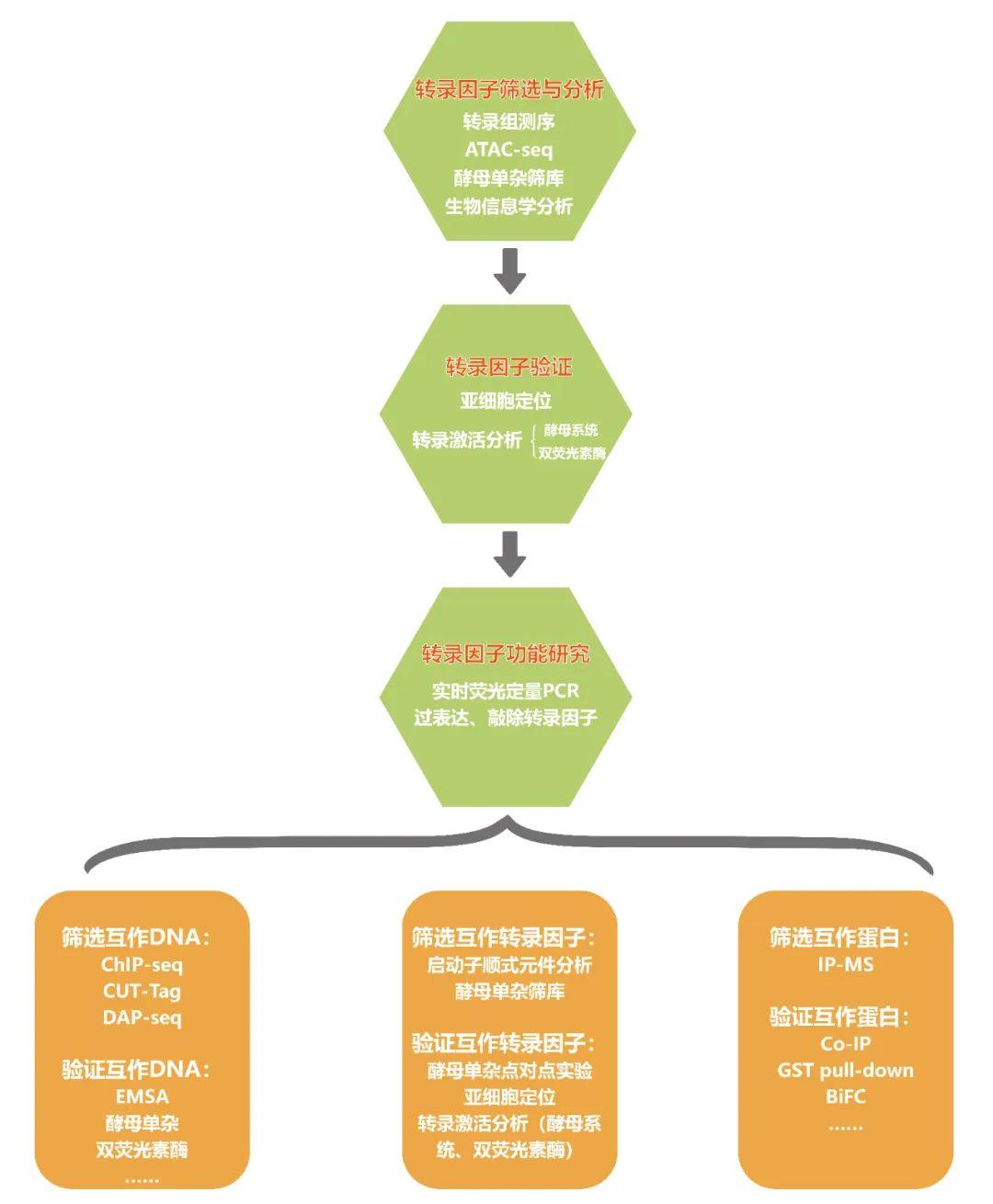 转录因子研究套路（三） - 知乎