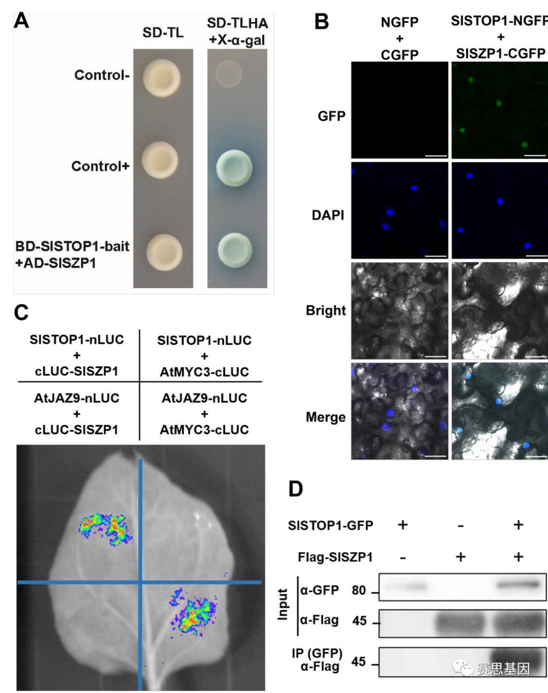 锌指蛋白SlSZP1通过抑制SlRAE1介导的SlSTOP1降解，从而增强番茄对铝胁迫的抗性 - 知乎
