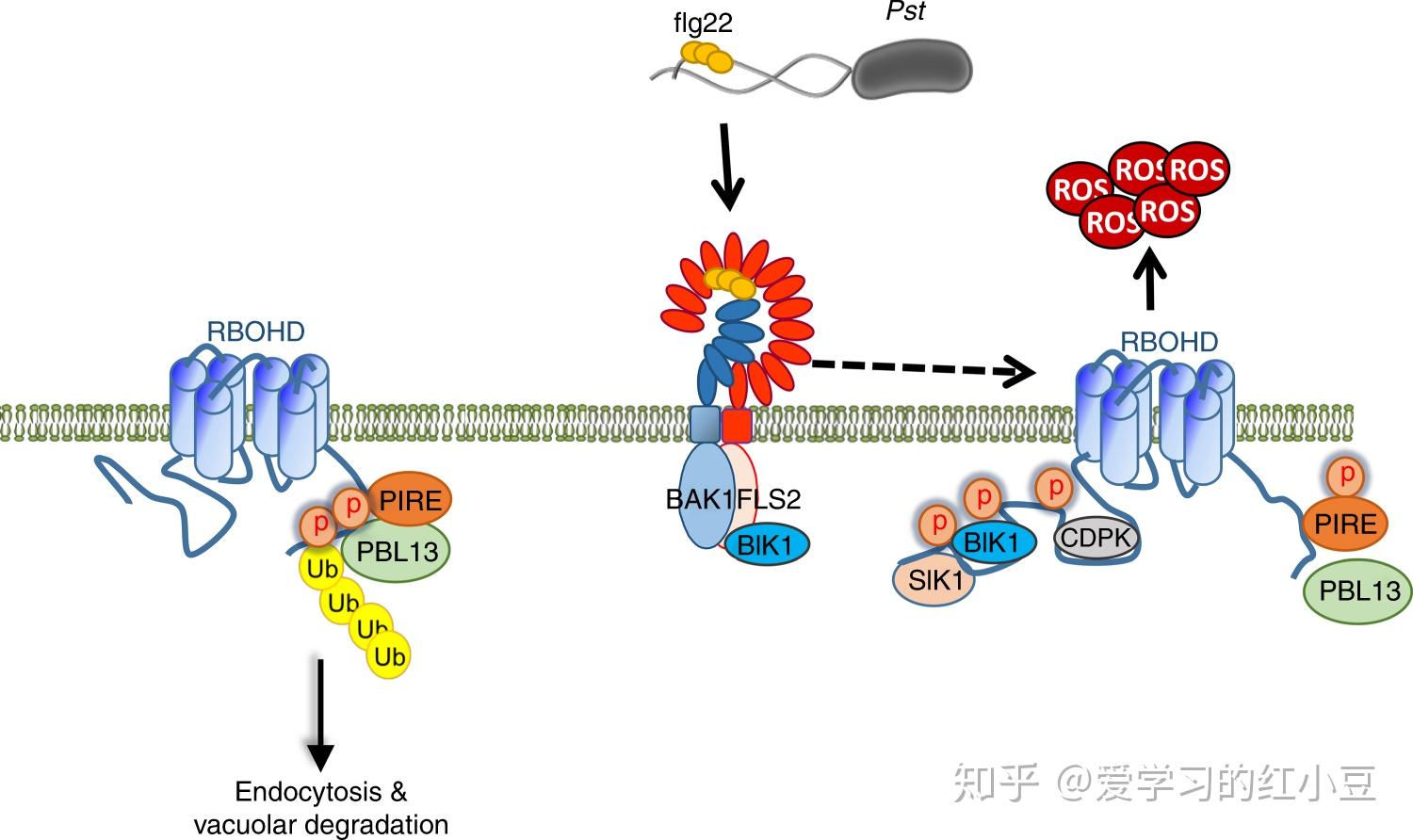 Nature Communications | RBOHD的磷酸化和泛素化调控活性氧产生 - 知乎