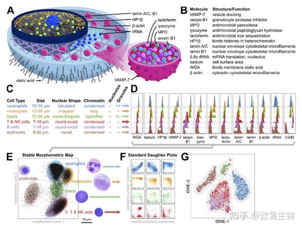 一篇IF:87+了解质谱流式细胞技术血液病理诊断的单细胞形态测量 - 知乎
