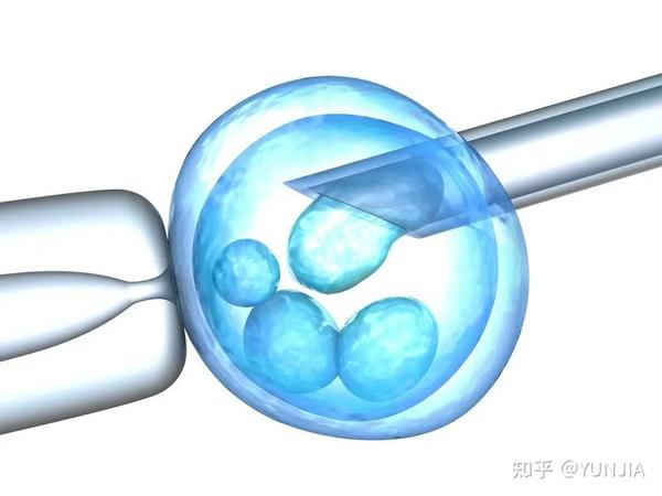 试管取卵多少个最好?取卵数量决定试管成功率 知乎