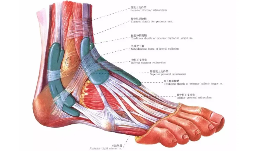 RaDynMR赋能踝关节扫描 - 知乎