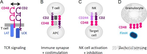 肿瘤免疫靶点 | CD48 - 知乎